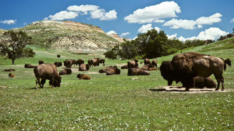 The 5 best parks where you can see bison roam (other than Yellowstone ...