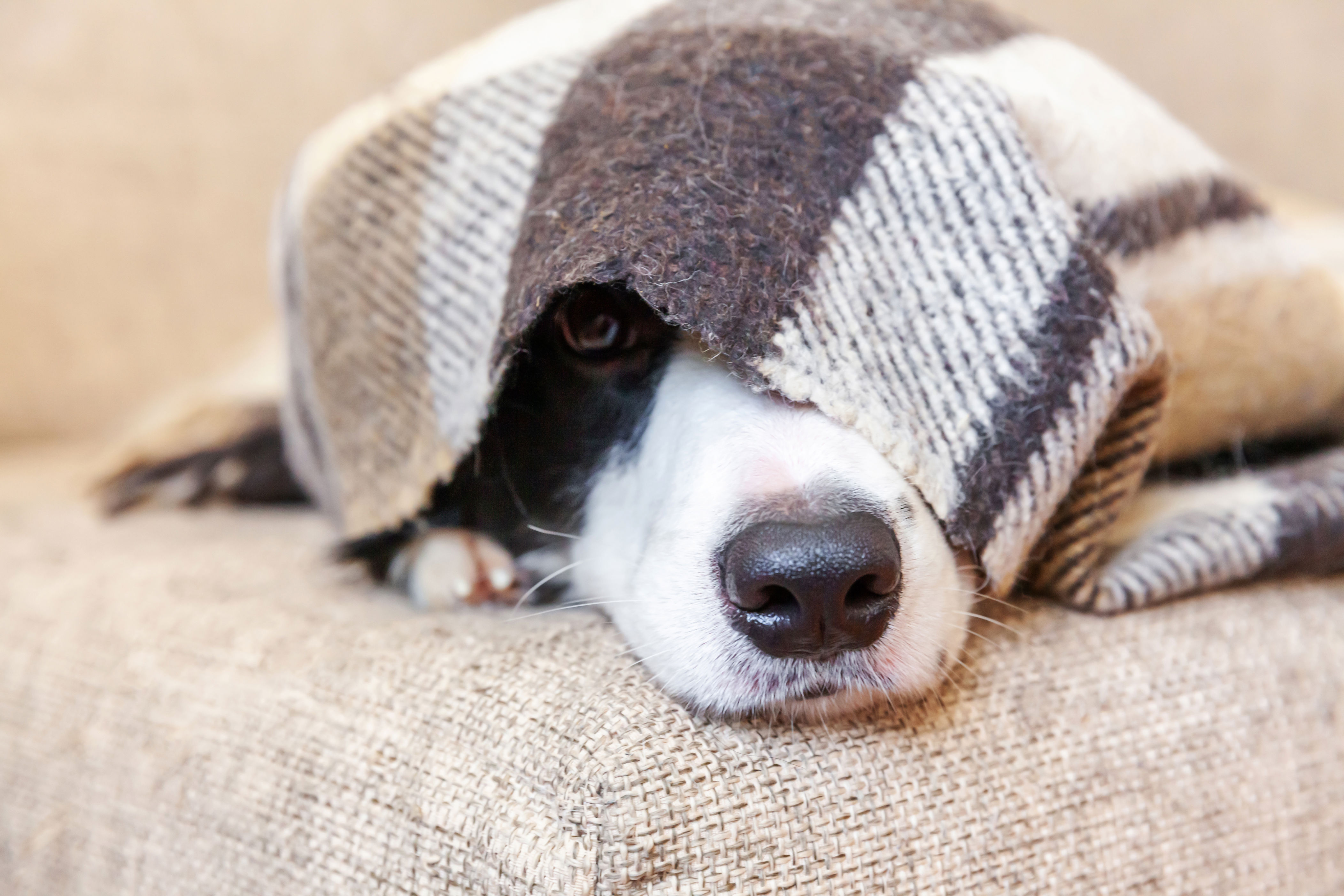 Dog subtly telling owner to sit down for head scratches melts hearts