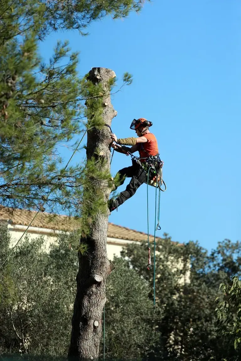 Don't cut that branch: The legal limits on trimming overhanging trees