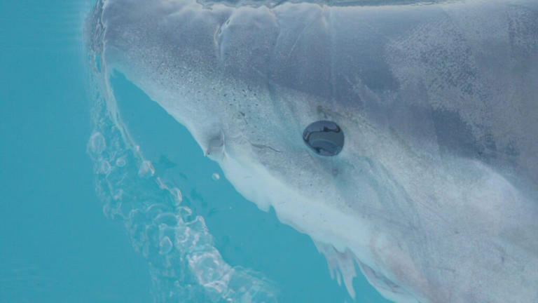 12-foot great white shark is patrolling shores of a major tourist ...