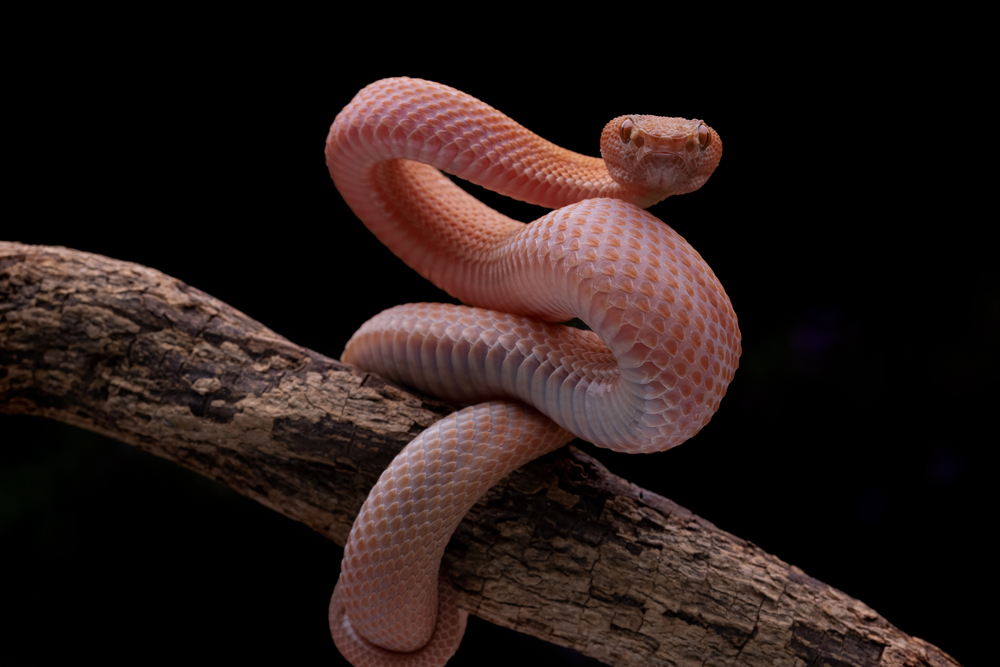 Most venomous snakes ranked