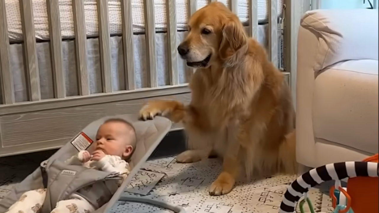 This daycare has my dog acting different