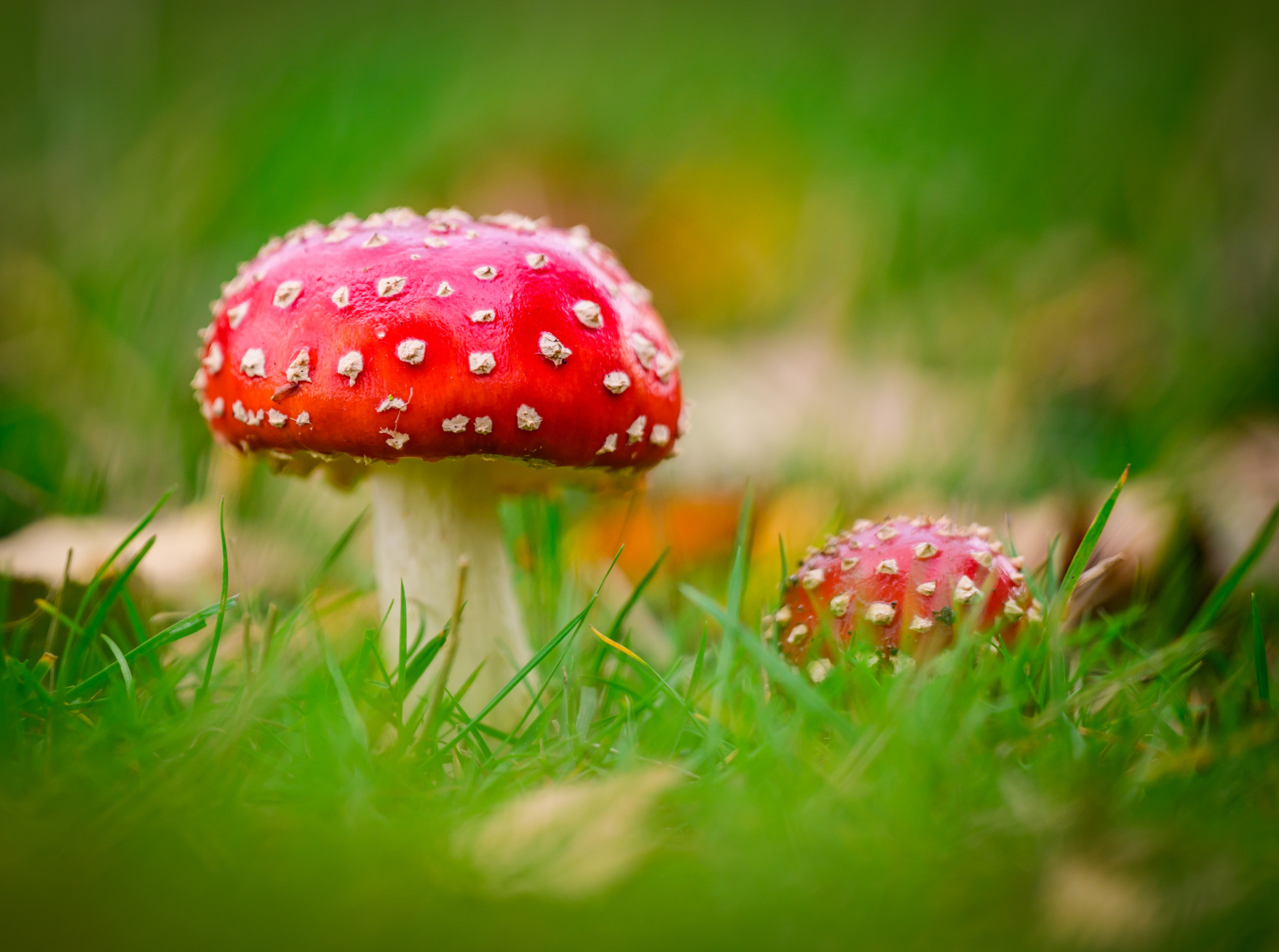 Futuristic fungi that could change the world