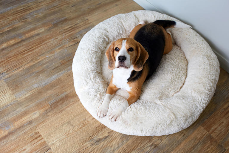 Beagle not allowed in bedroom due to allergies—hysterics over rule break
