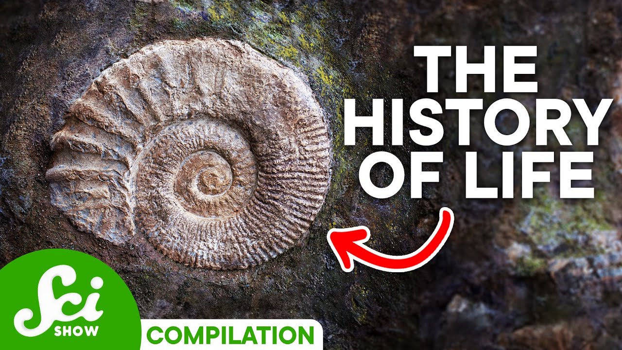 A timeline of life on Earth: 4 billion years of history