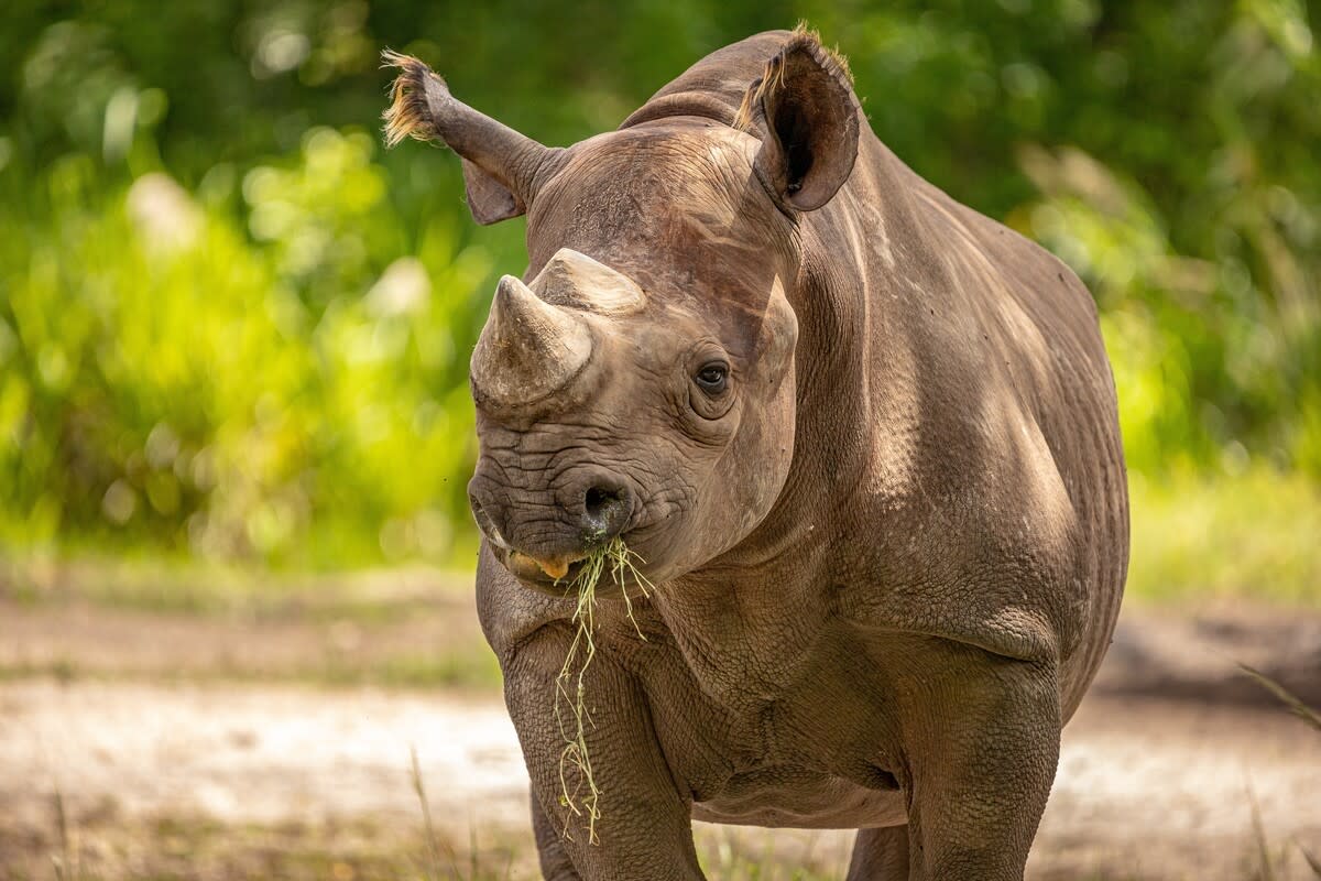 Adorable rhino calves’ morning routine is brightening timelines