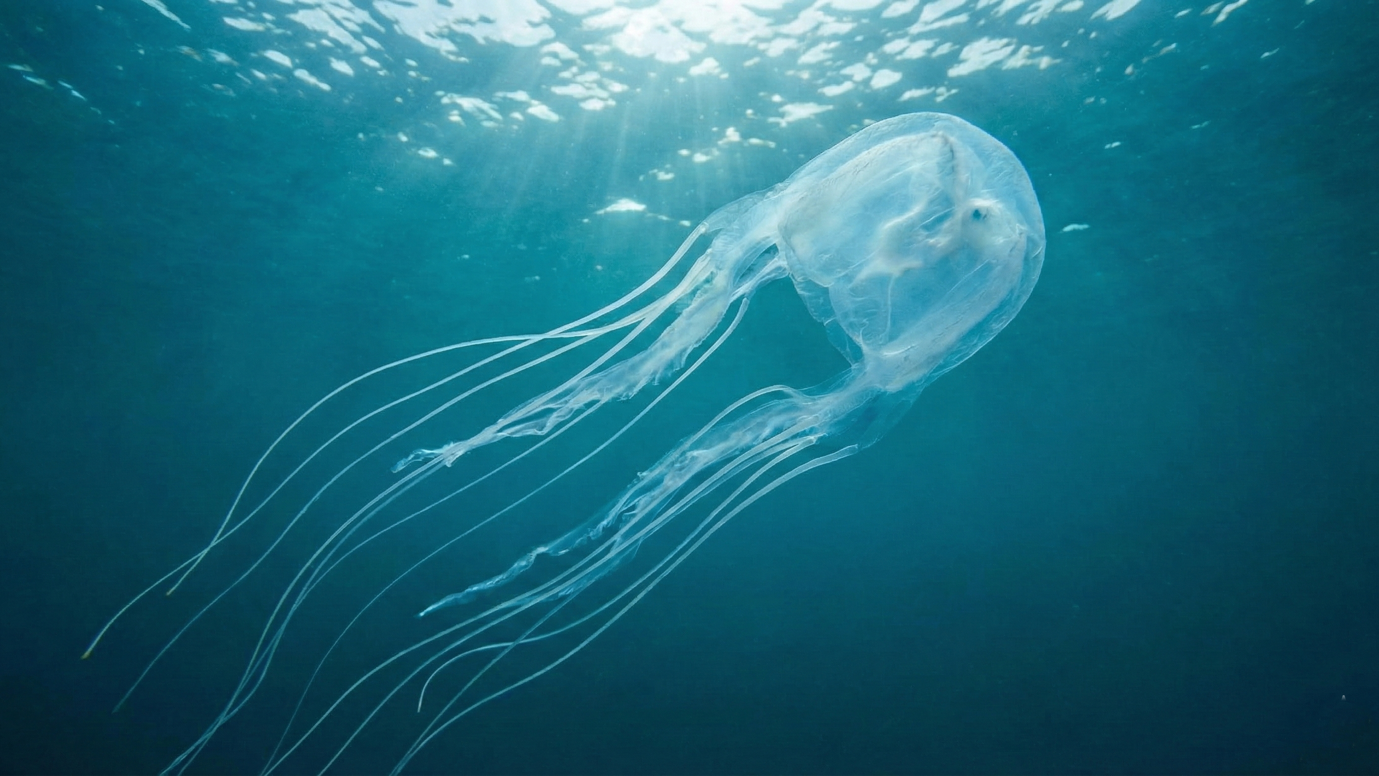 Box jellyfish venom can kill a human in minutes, doctors warn