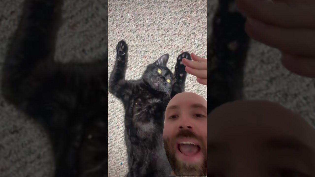 Helping Our Fan Name Their Cat