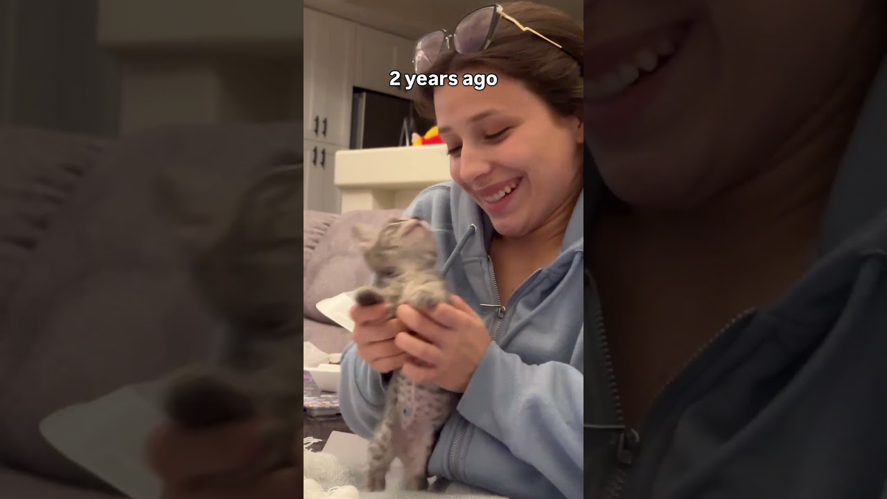 Celebrating 2 years of life with our beloved cat