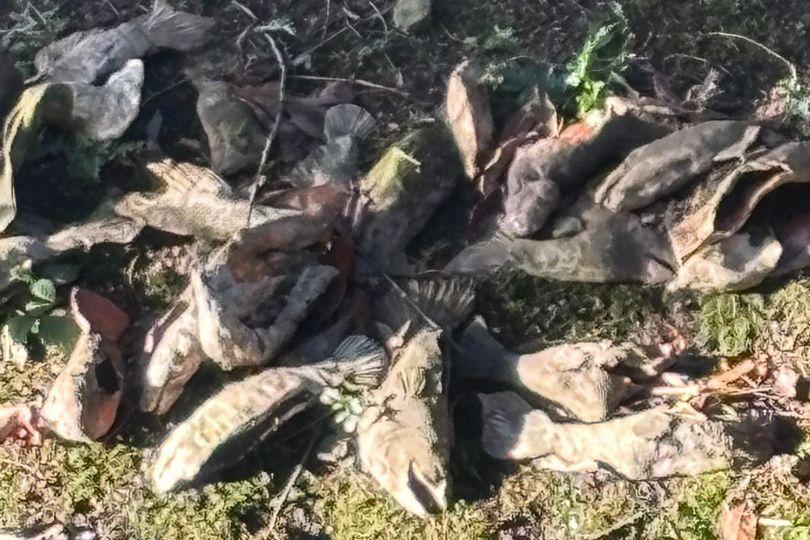 Woman spots 'dead fish' washed up in Yorkshire park – then makes ...