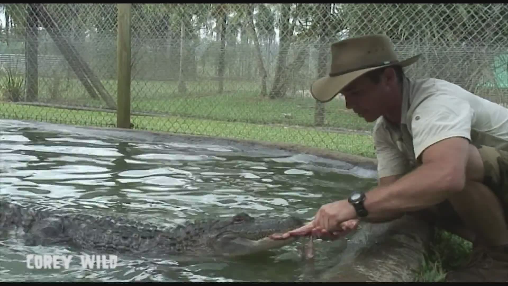 Dangerous confrontation with alligator