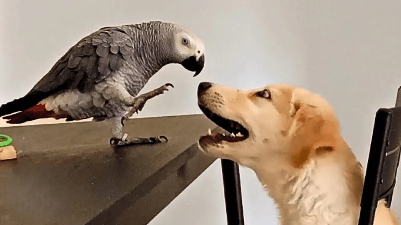 Parrot gets jealous of puppy - then they become best friends
