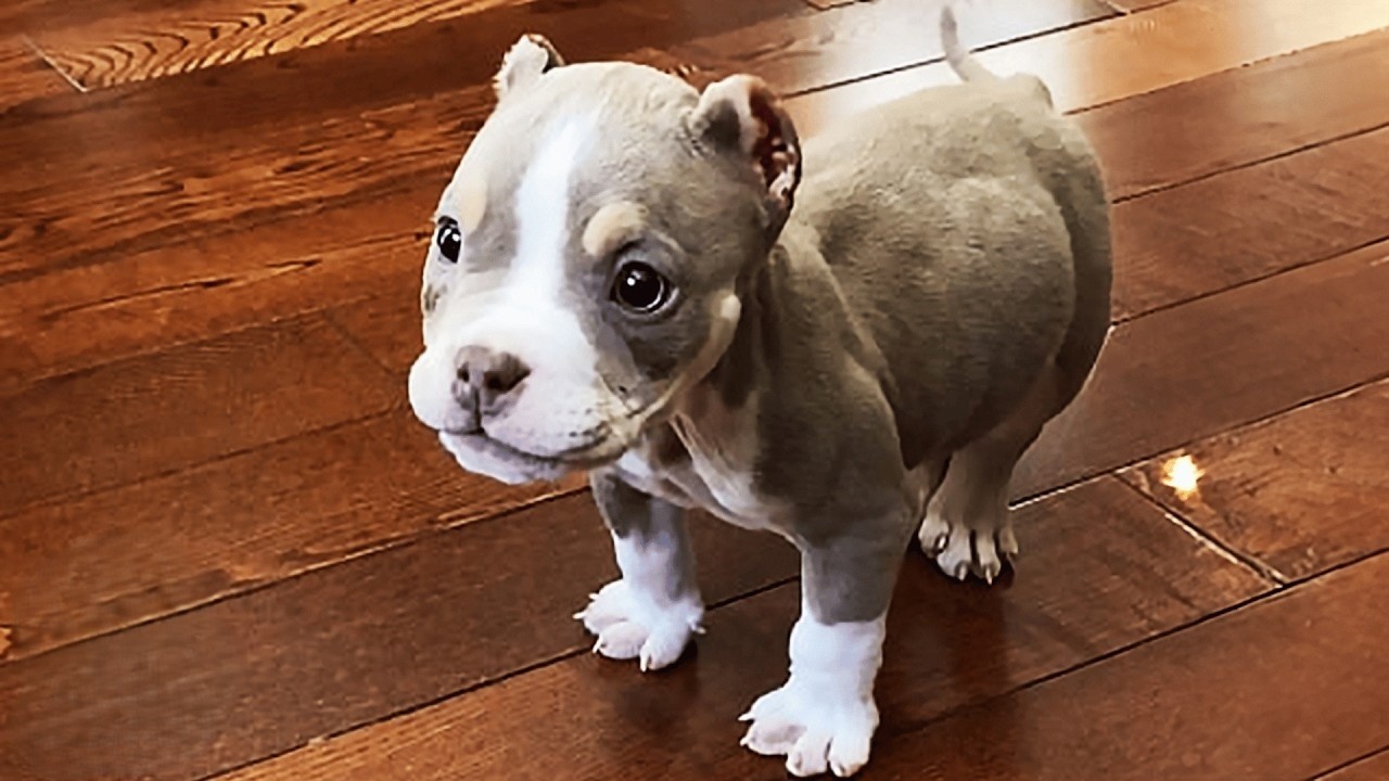 Blind dog becomes a big brother - and he’s so proud