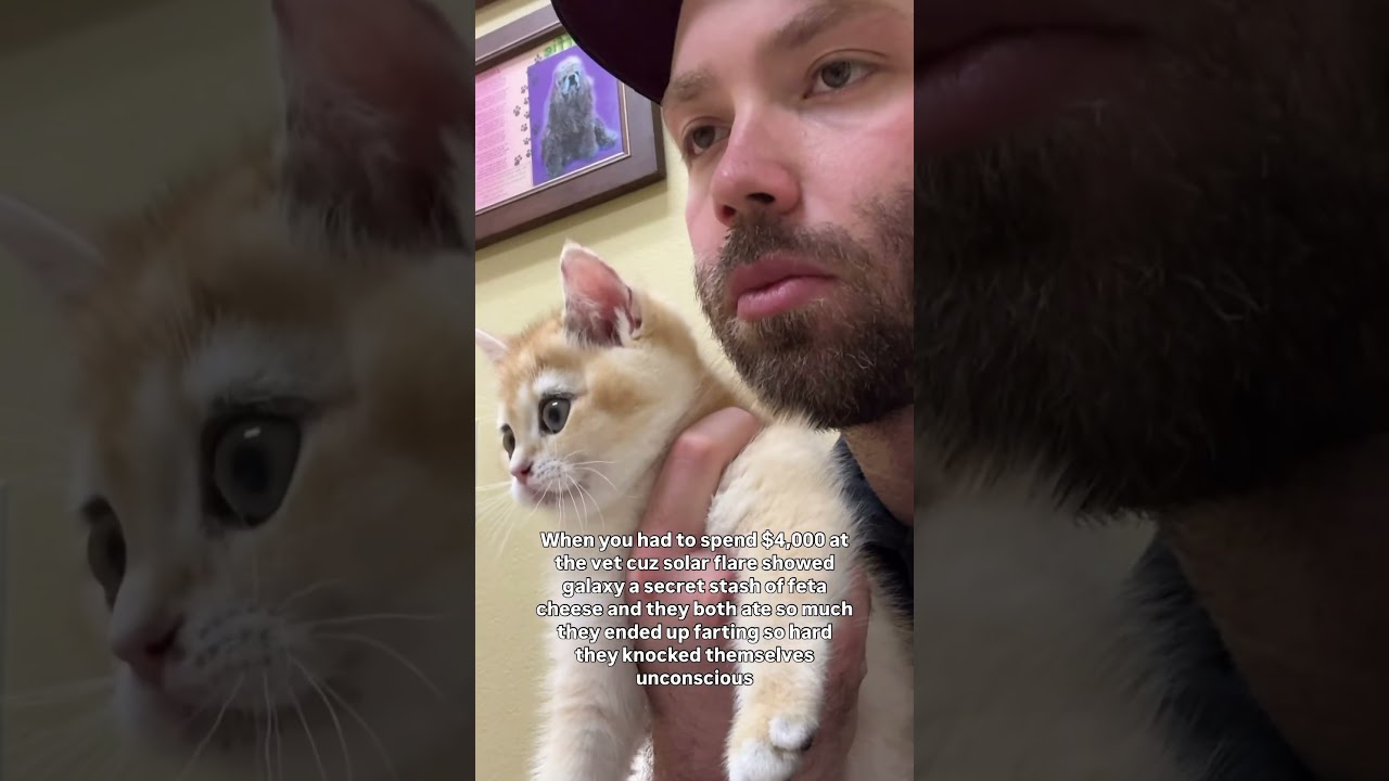 Our cat’s expensive tummy troubles
