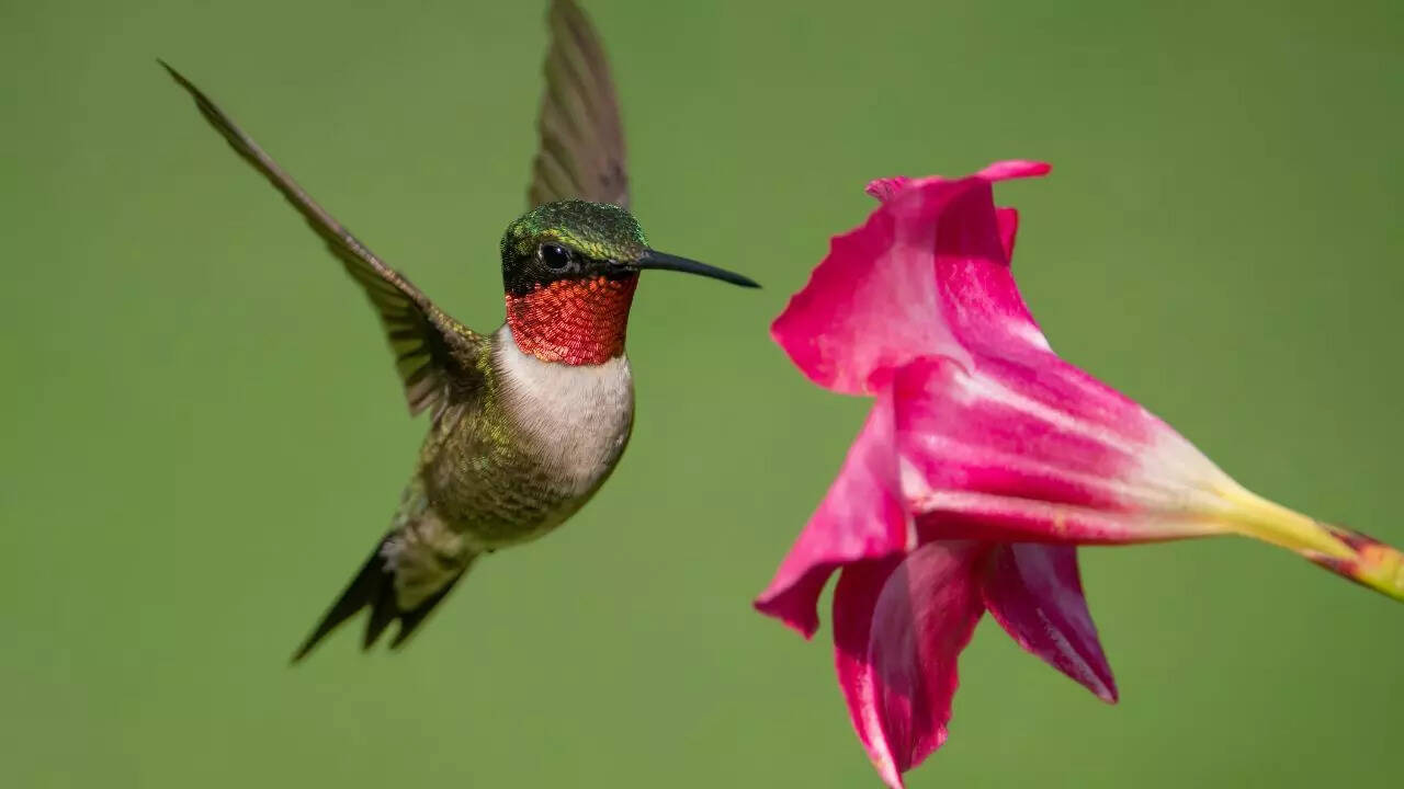 Why hummingbirds are the only birds that fly backwards; the science ...
