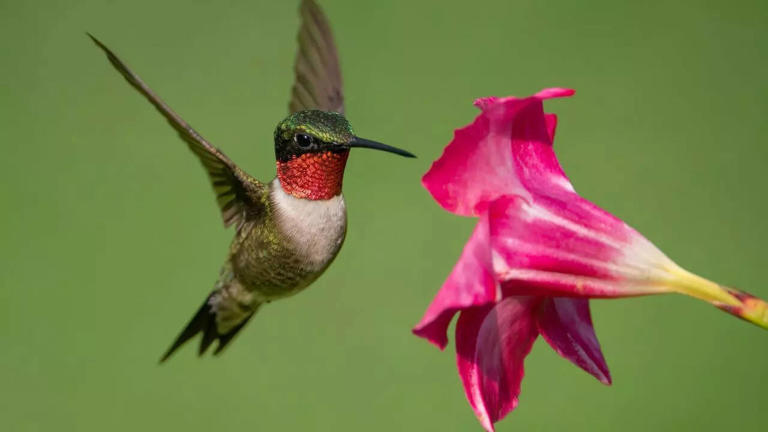 Why hummingbirds are the only birds that fly backwards; the science ...