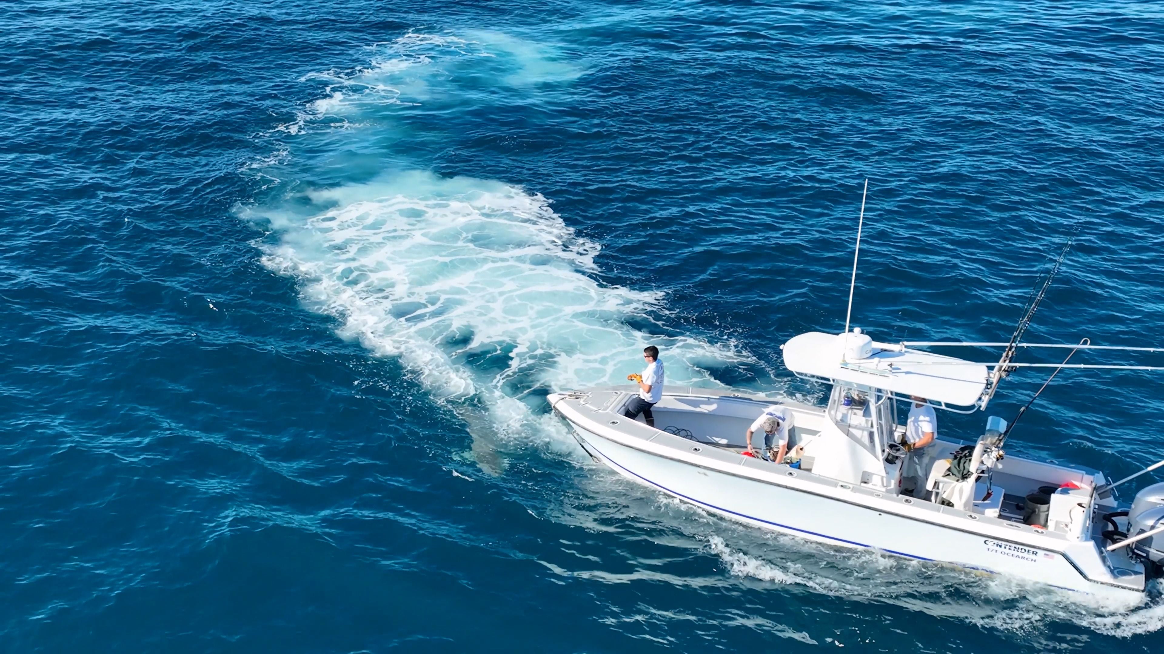 12-foot great white shark is patrolling shores of a major tourist ...