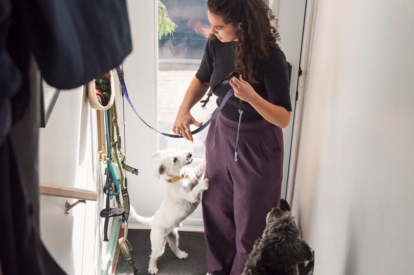 I'm a dog expert - this is why your pet goes mental when the front door ...