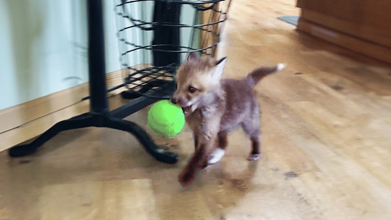 She raised a fox like her own - and would do it again in a heartbeat