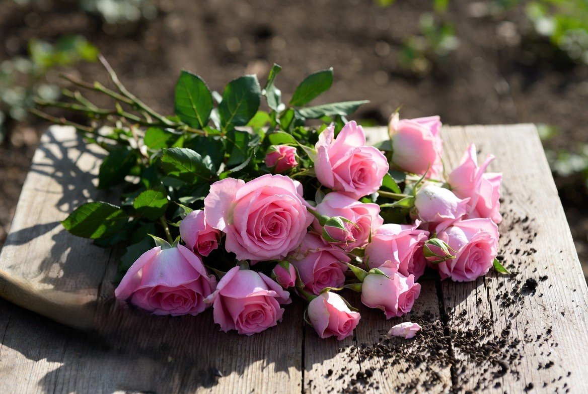 Why I never throw bouquet roses away and how to grow them