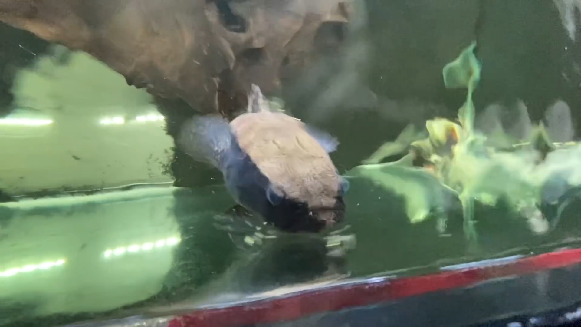 “I shouldn’t be allowed to own these” ice dragon fish up close