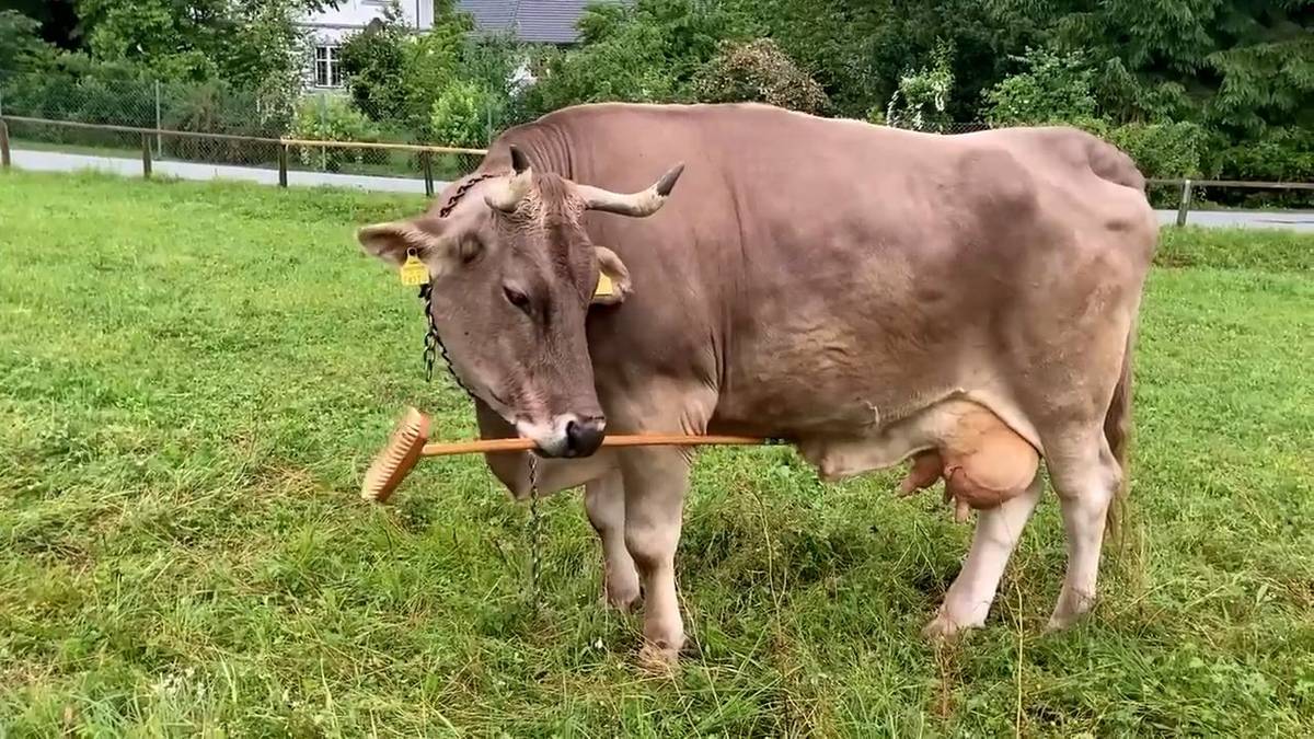 Momento insólito: vaca surpreende cientistas ao manobrar ferramentas de ...