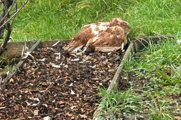 Bloodbath as 20 dead chickens found strewn across allotments