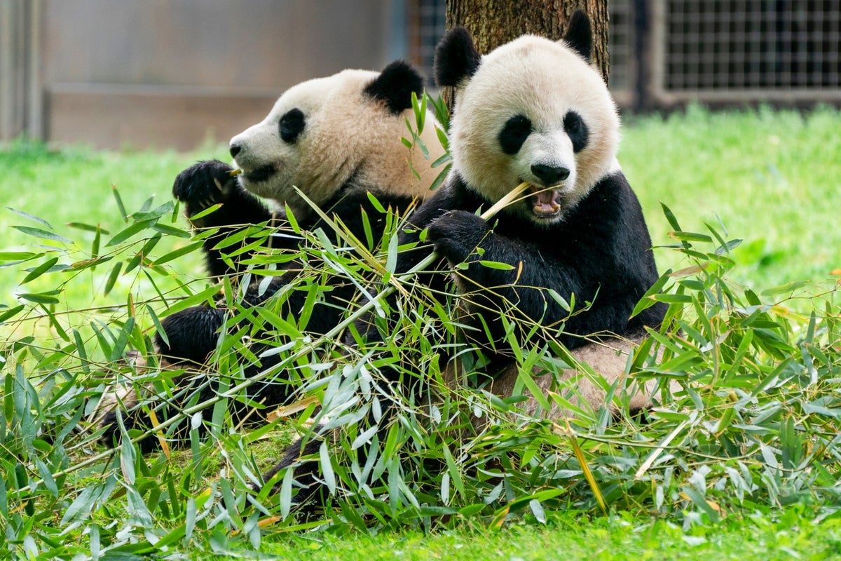 Two men detained in China for claiming two male pandas 'mated'