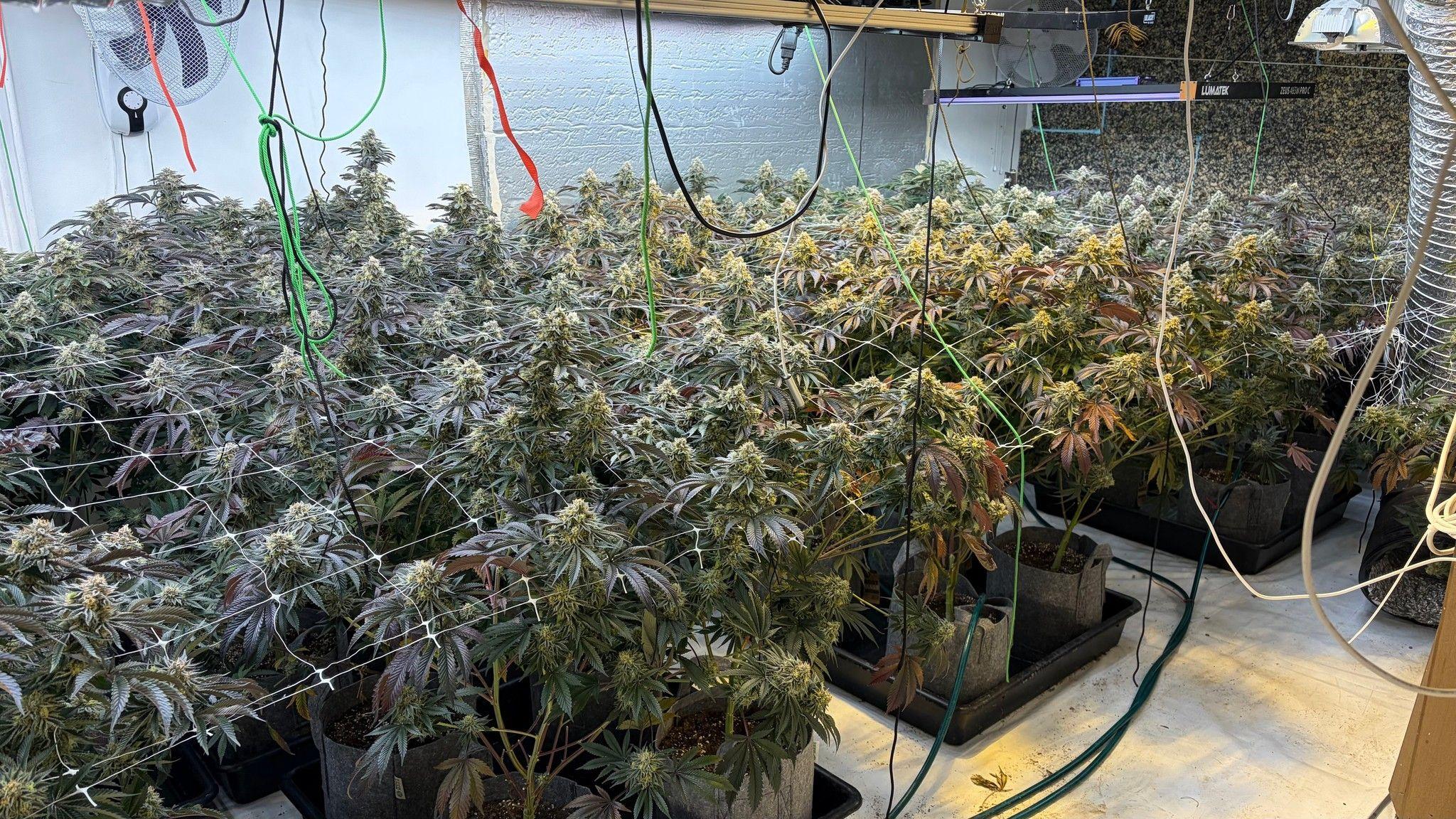 Woman arrested after cannabis factory found