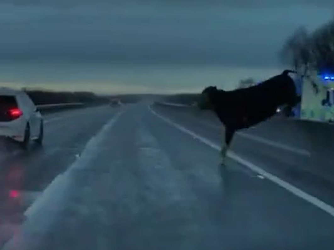 Shocking moment: Cow jumps in front of car onto the road