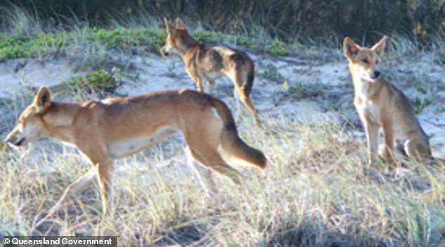 Major update on woman found dead surrounded by dingoes as her autopsy ...