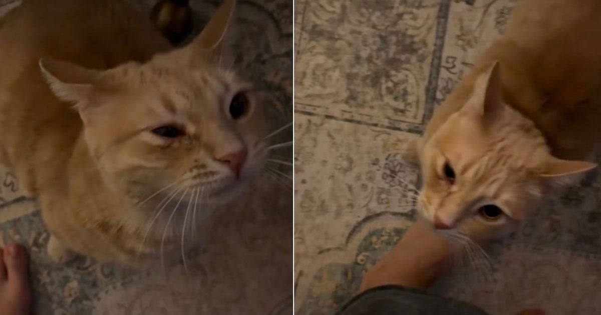 Video: Owner's morning with orange cat is anything but 'peaceful'