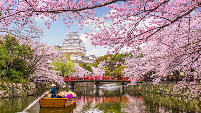 When cherry blossoms bloom in Japan, everything changes — here’s how to ...