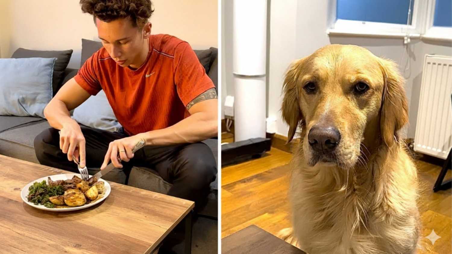 Life before and after having a golden retriever