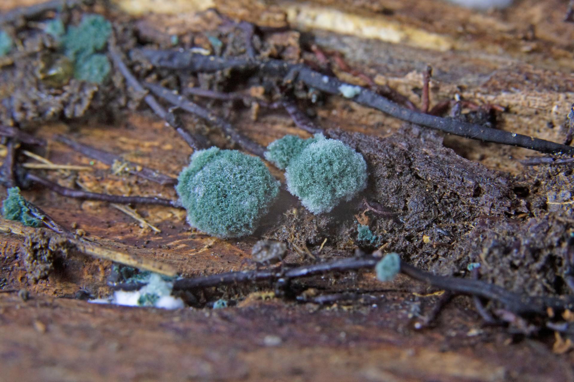Futuristic fungi that could change the world