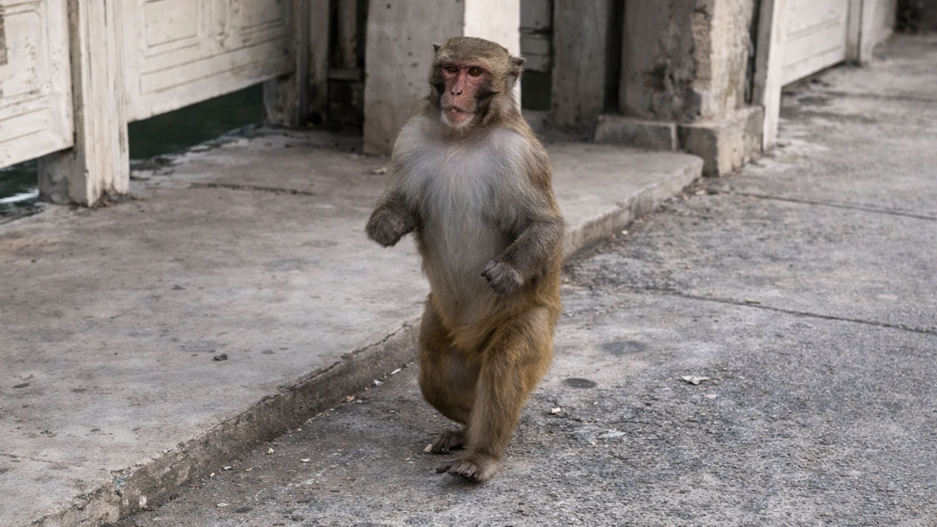 Funny running moment from a little monkey