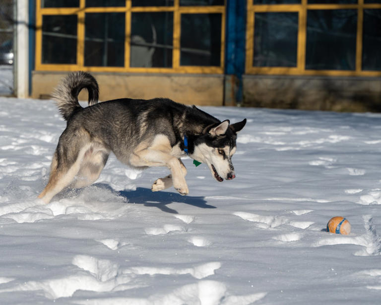 Meet Rocky: Lower Bucks County's shelter pet of the week