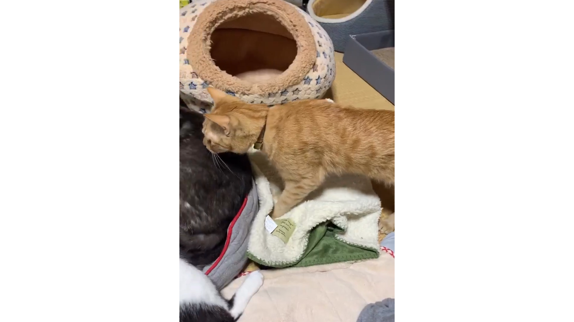 Orange cat: "I'm just gonna scooch here if you don't mind..."