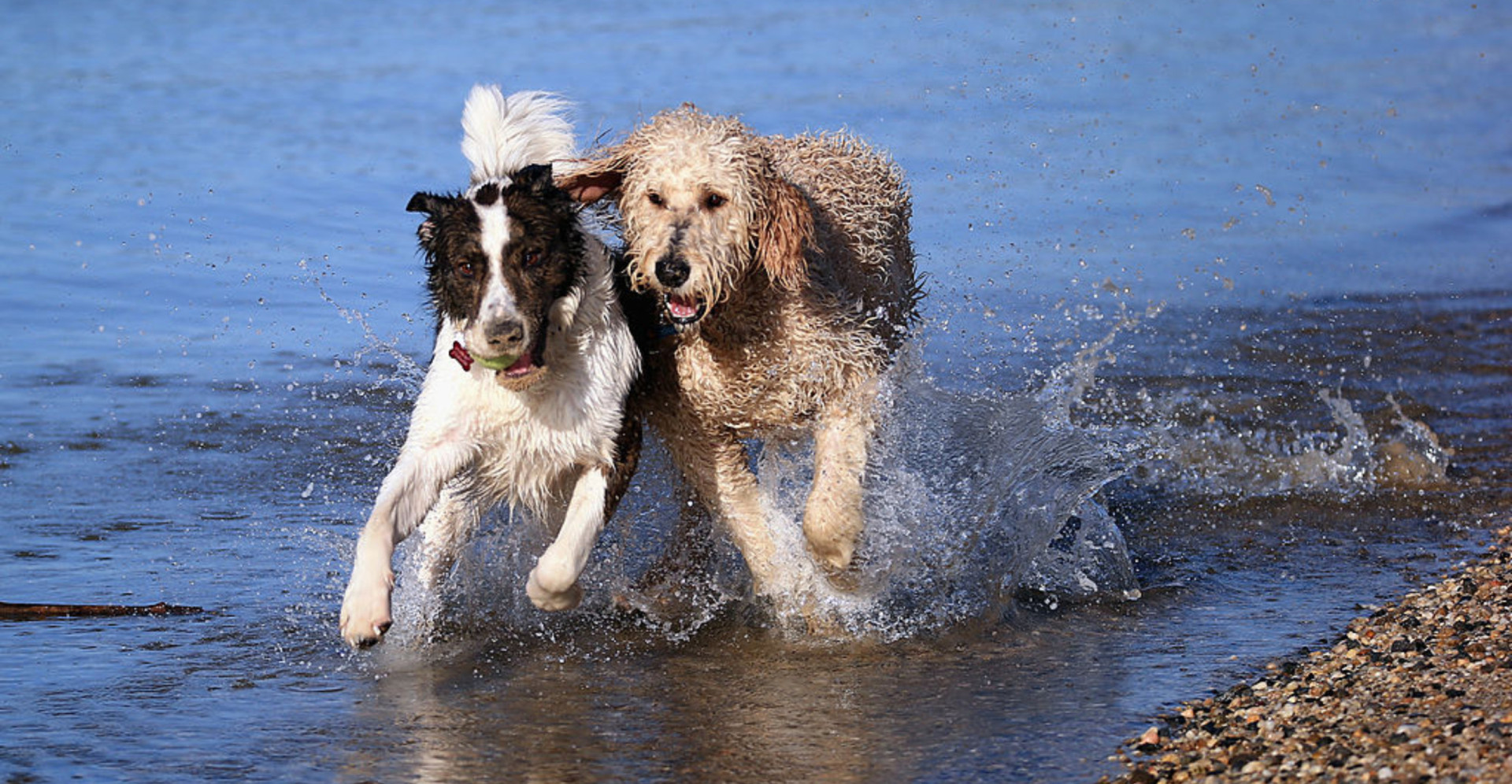 101 unique name ideas for your dog