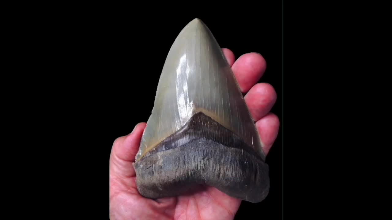 Effort to make megalodon the Maryland state shark