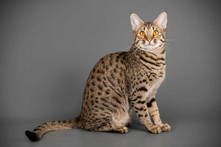 Most expensive cats 2026: Here are the 12 breeds of adorable cat that ...