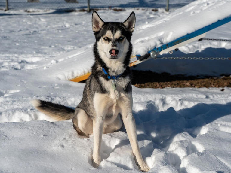 Meet Rocky: Lower Bucks County's shelter pet of the week