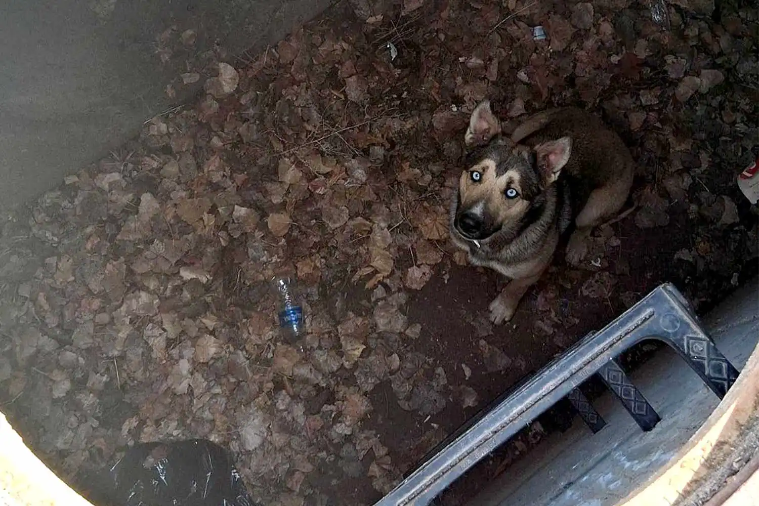 Humane Society of the Pikes Peak Region: Cão ‘tremendo’ é resgatado de ...