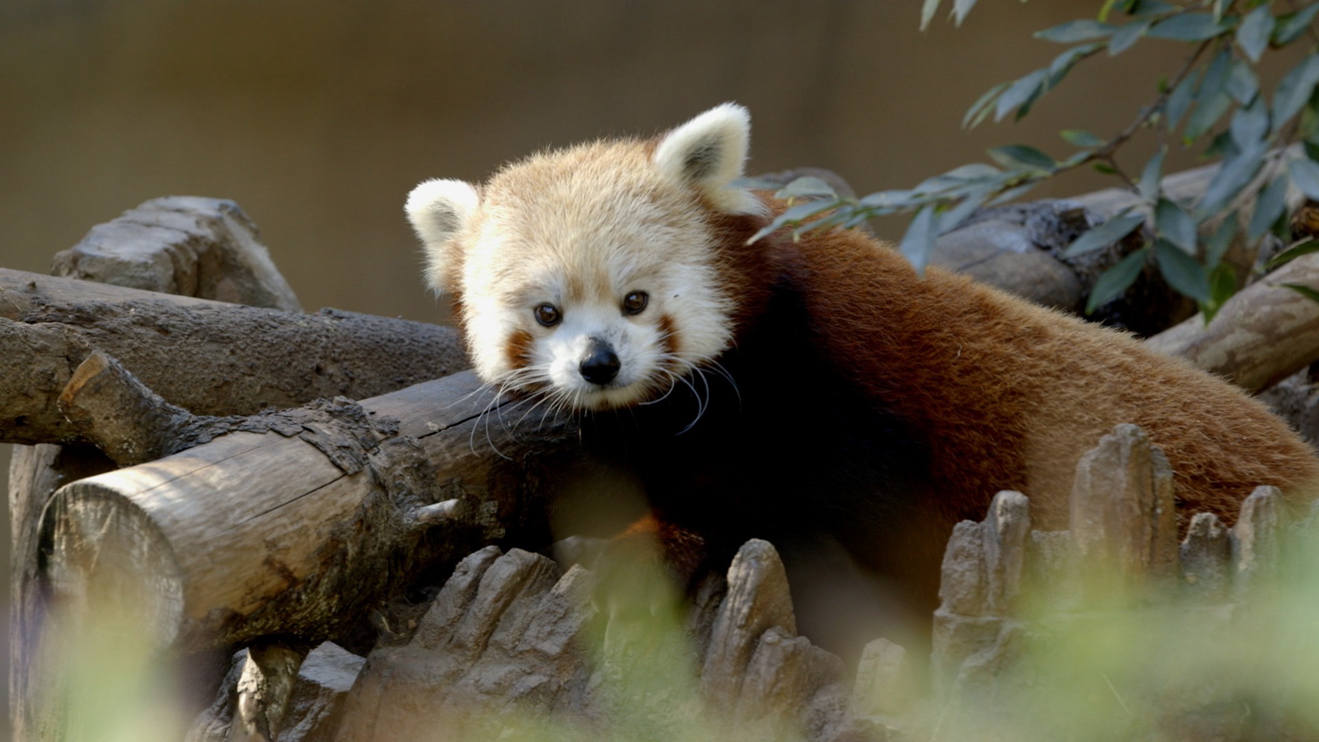 How the Red Panda Network is helping safeguard wild red panda populations
