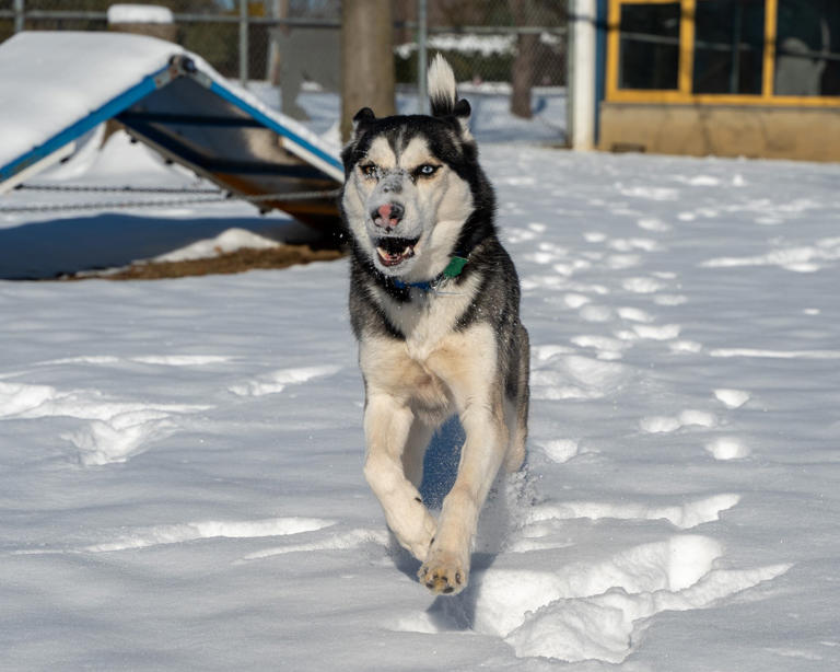 Meet Rocky: Lower Bucks County's shelter pet of the week