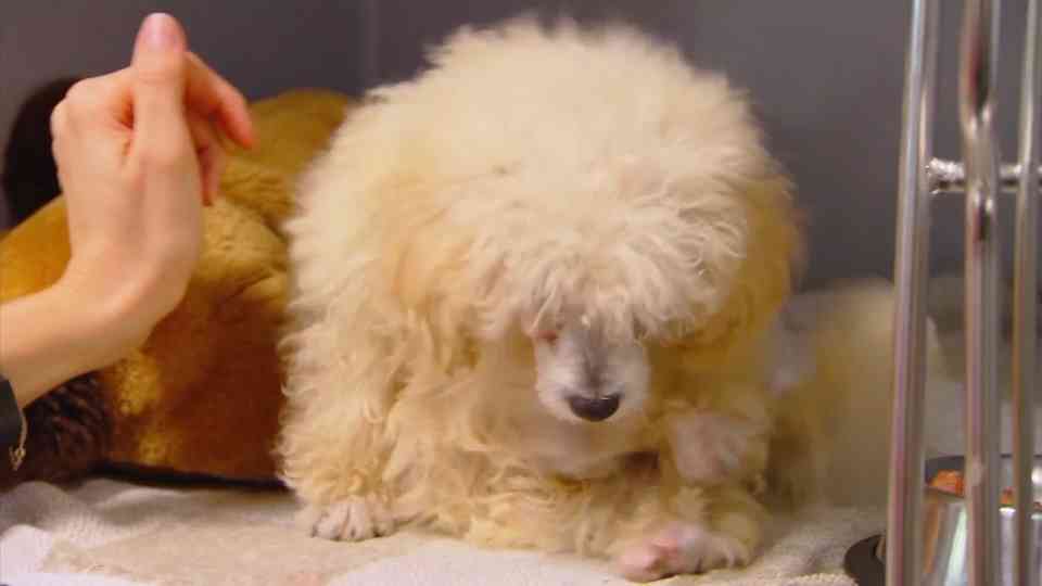The most intense broken bone cases at Bondi Vet