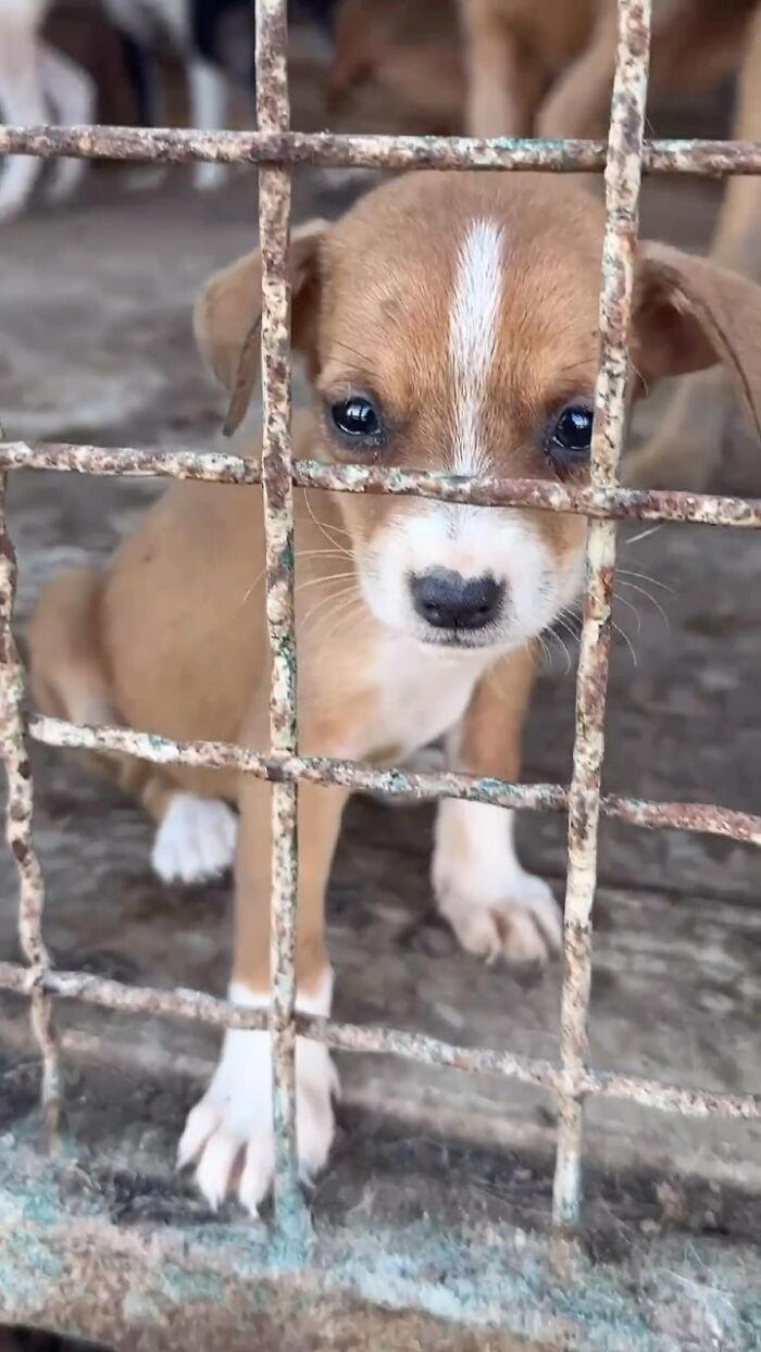 Dog Refuge: 37 photos of Serbia’s largest animal shelter