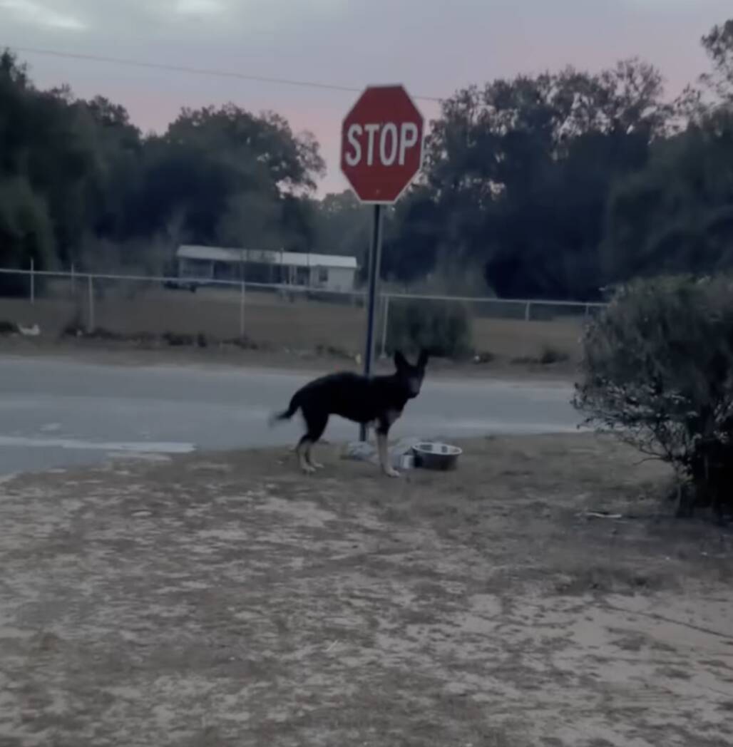 'Extremely sweet' pup tied to stop sign paces the dirt, missing her family