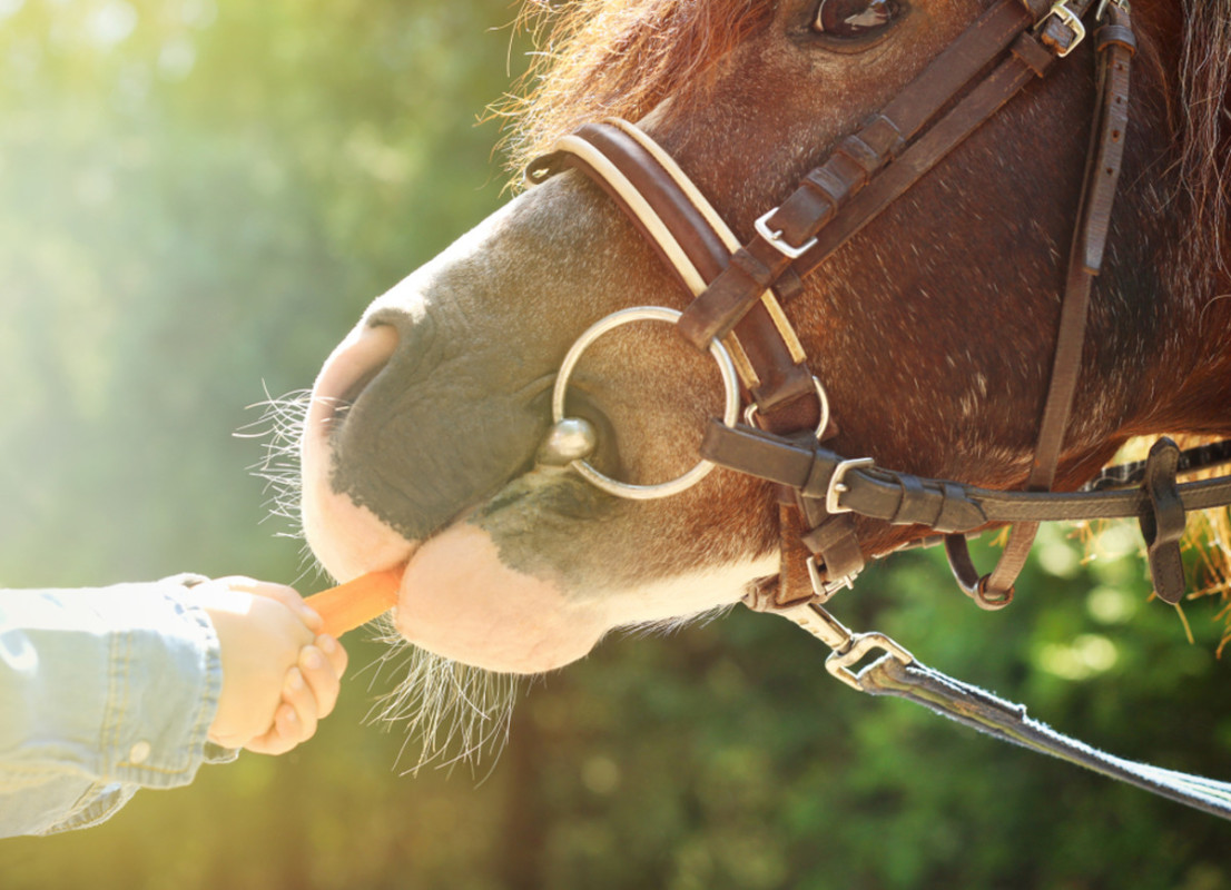 Precious baby girl handing out carrots to horses is absolutely adorable