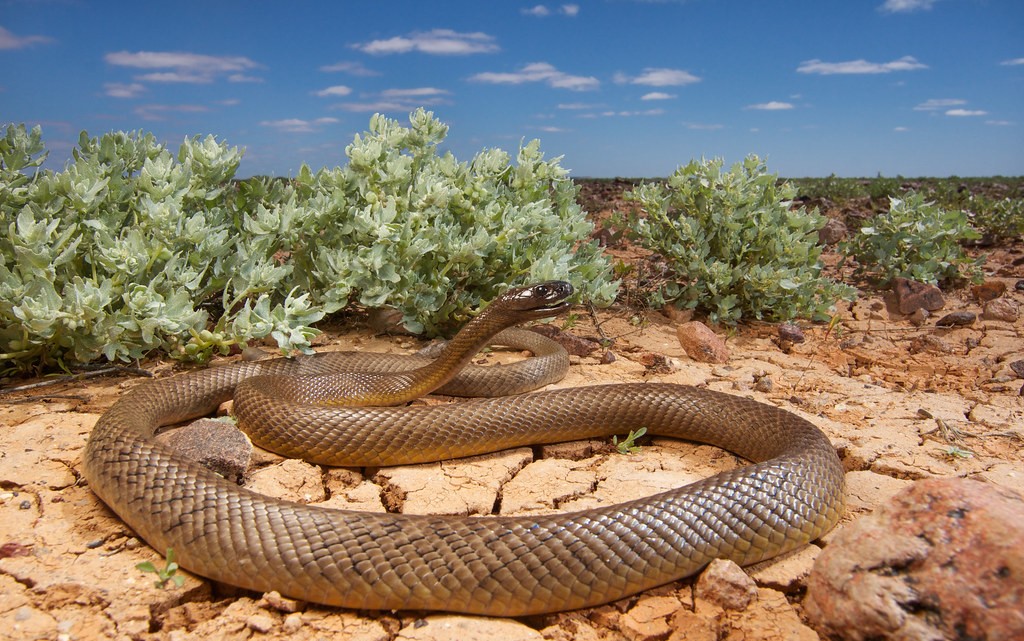 Most venomous snakes ranked